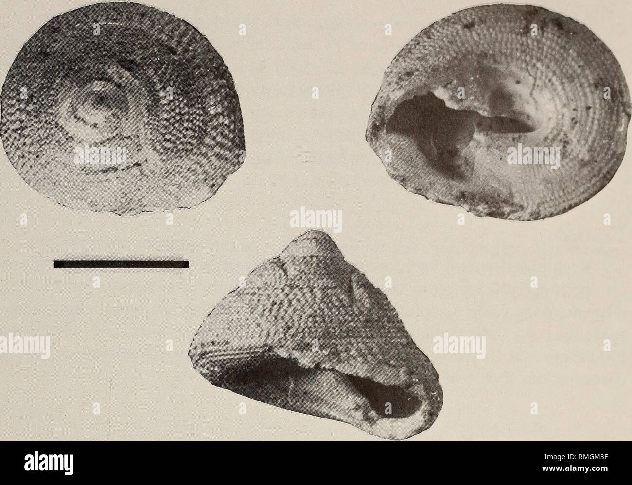 . Annals of the South African Museum = Annale van die Suid-Afrikaanse ...