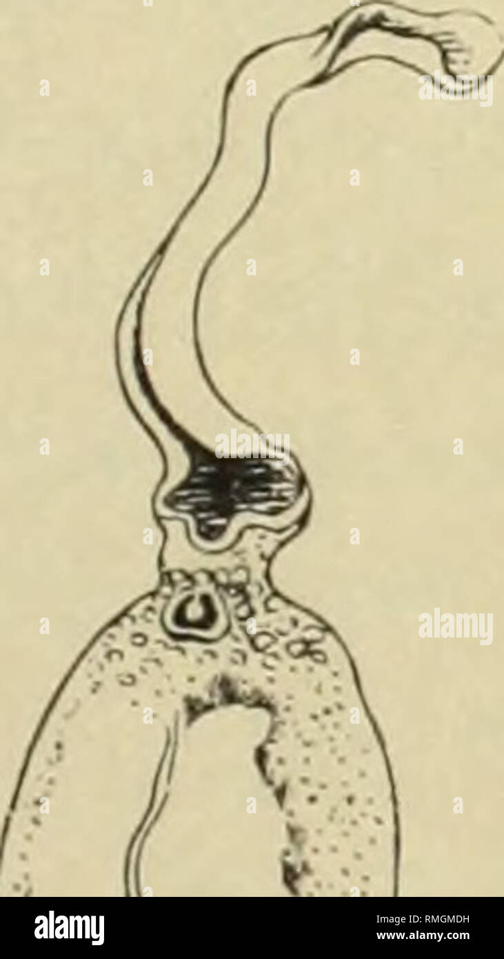 . Annotationes zoologicae japonenses / Nihon do?butsugaku iho?. Note on ...