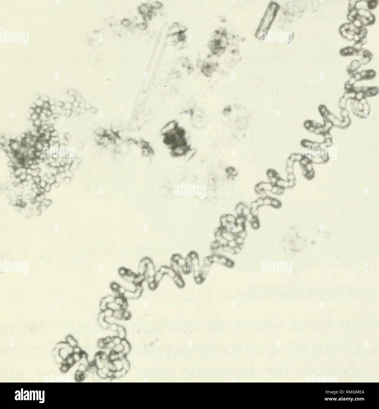 . An annotated key to the identification of commonly occurring and ...