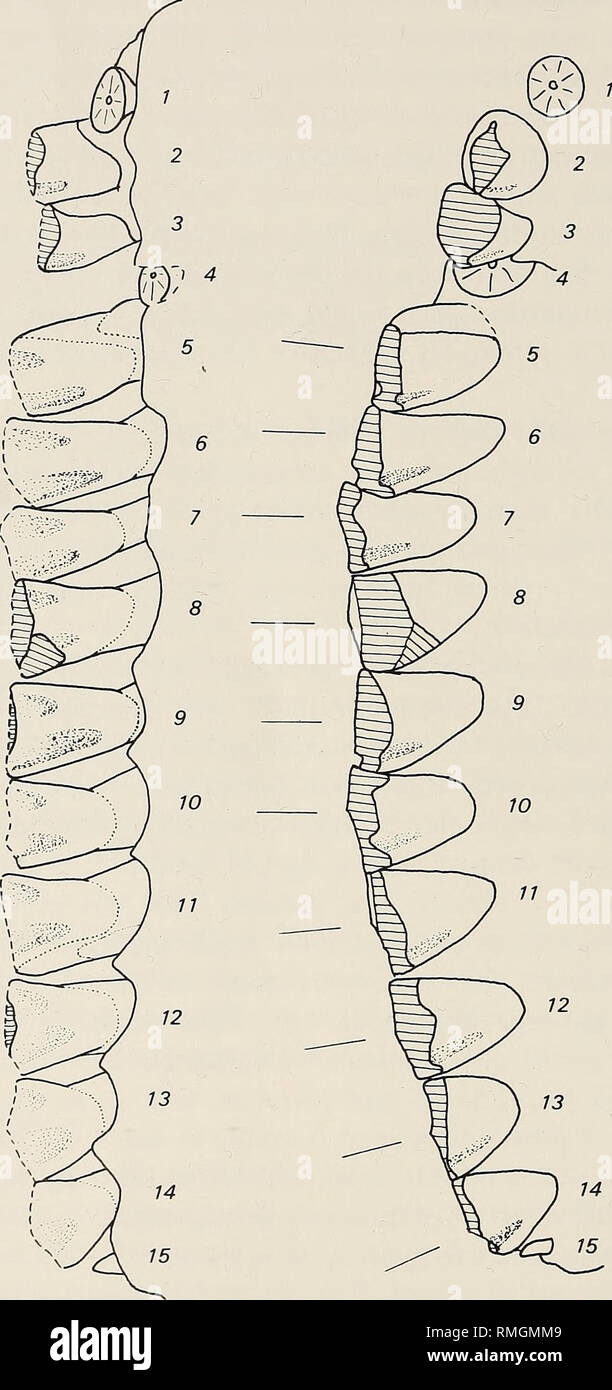 Lycorhinus hi-res stock photography and images - Alamy