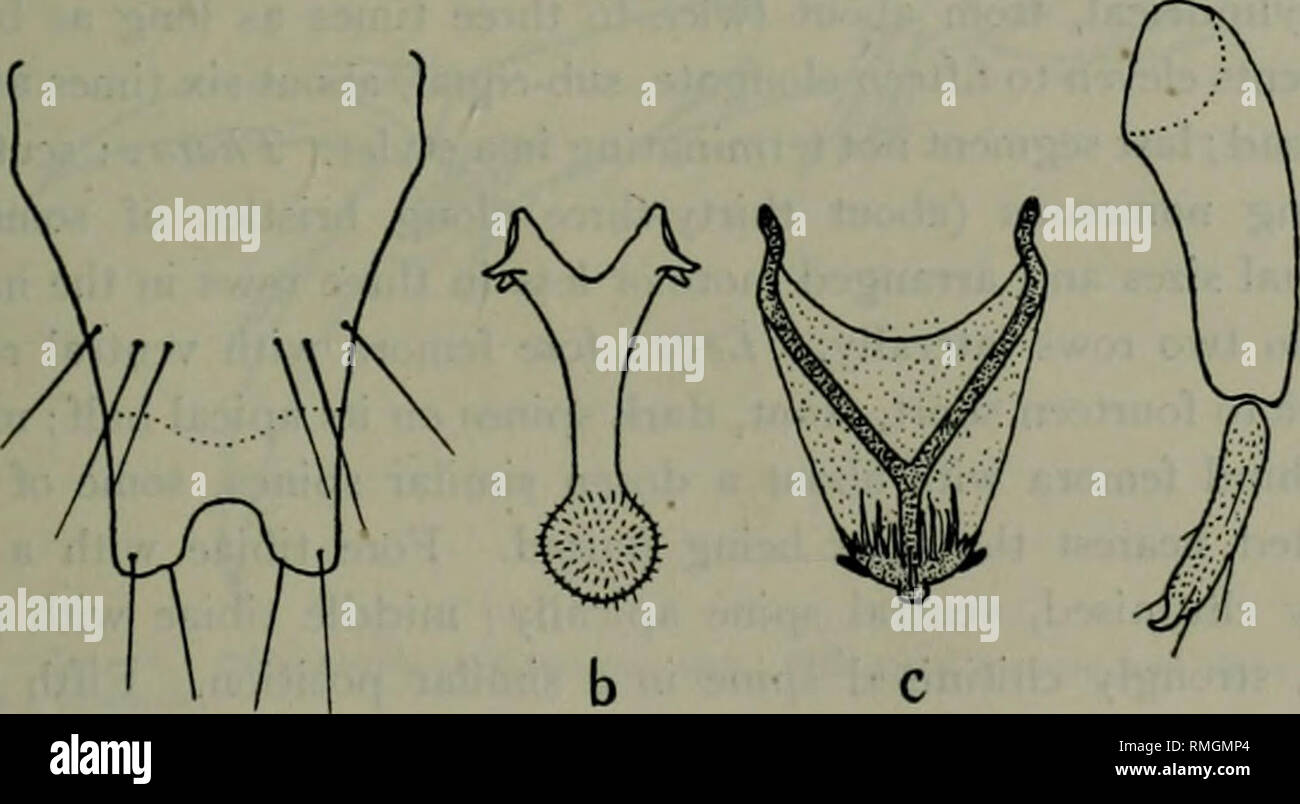 Tarsal segments hi-res stock photography and images - Alamy