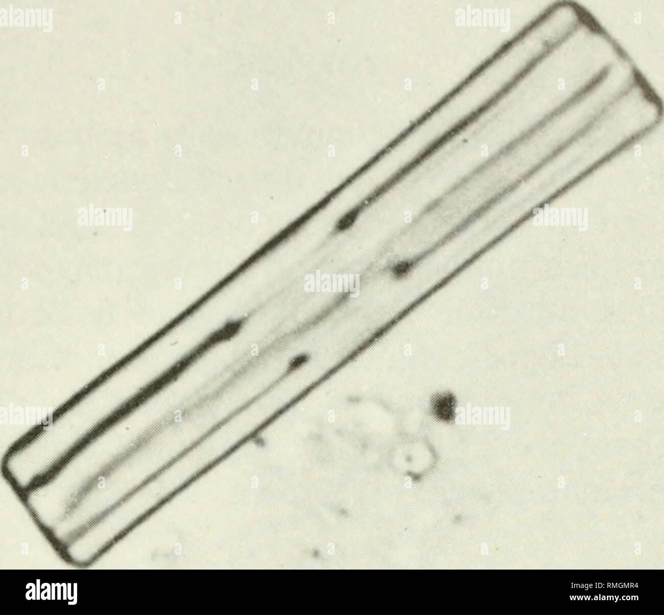 Tabellaria hi-res stock photography and images - Alamy