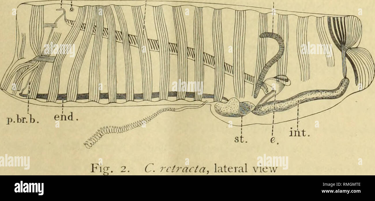 Endostyle hi-res stock photography and images - Alamy