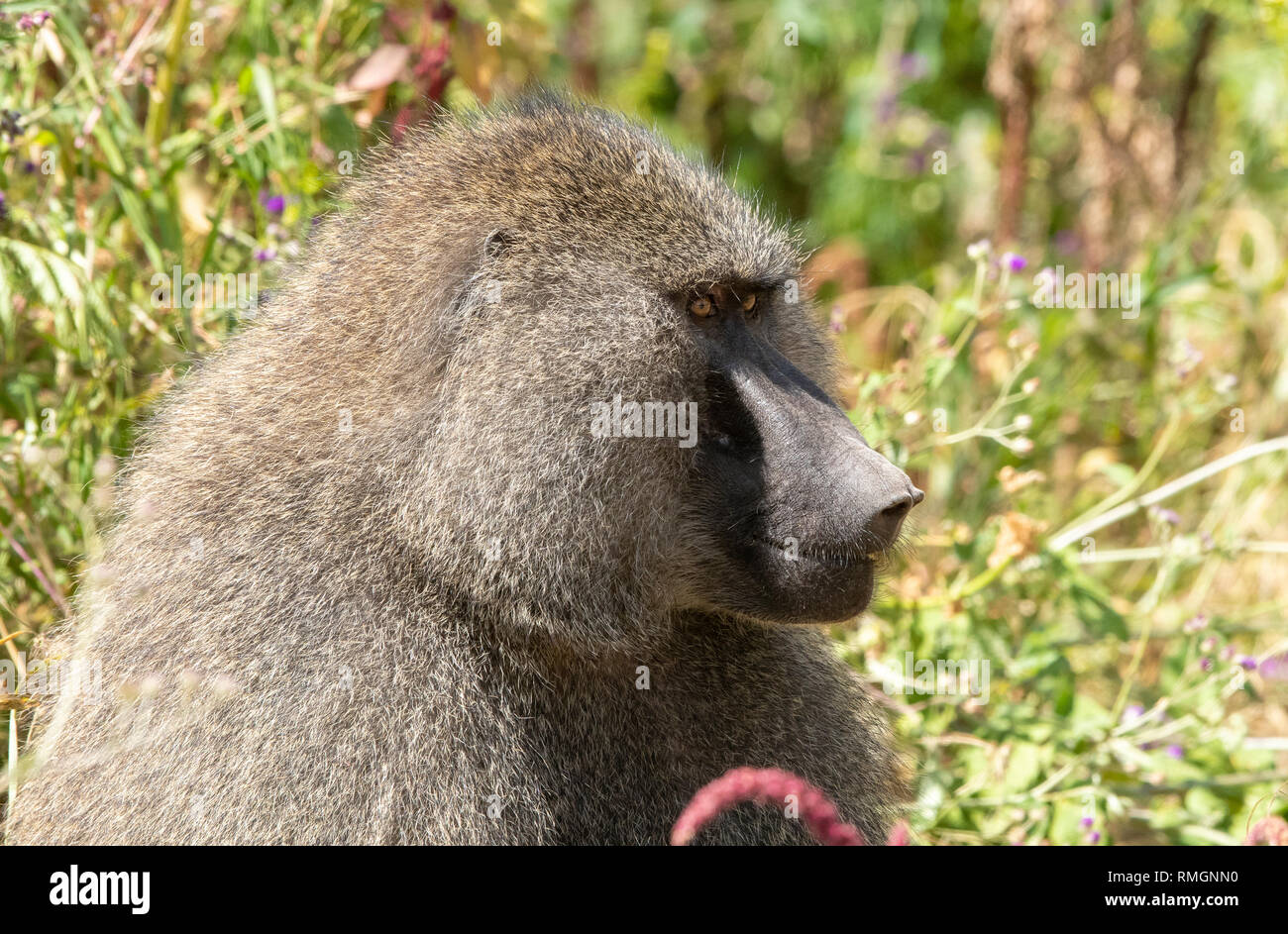 Baboon face profile hi-res stock photography and images - Alamy