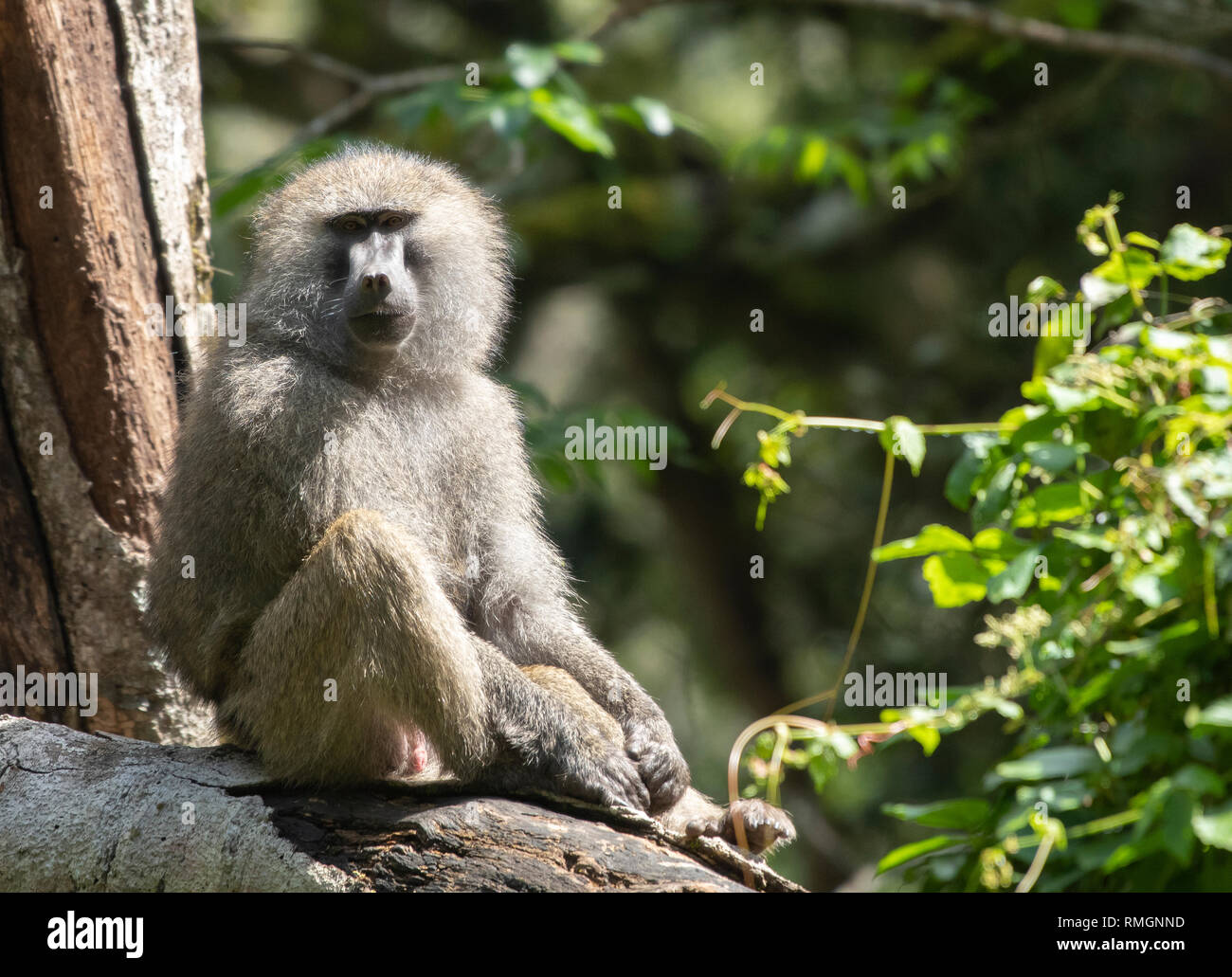 Papio hamadryas anubis hi-res stock photography and images - Alamy