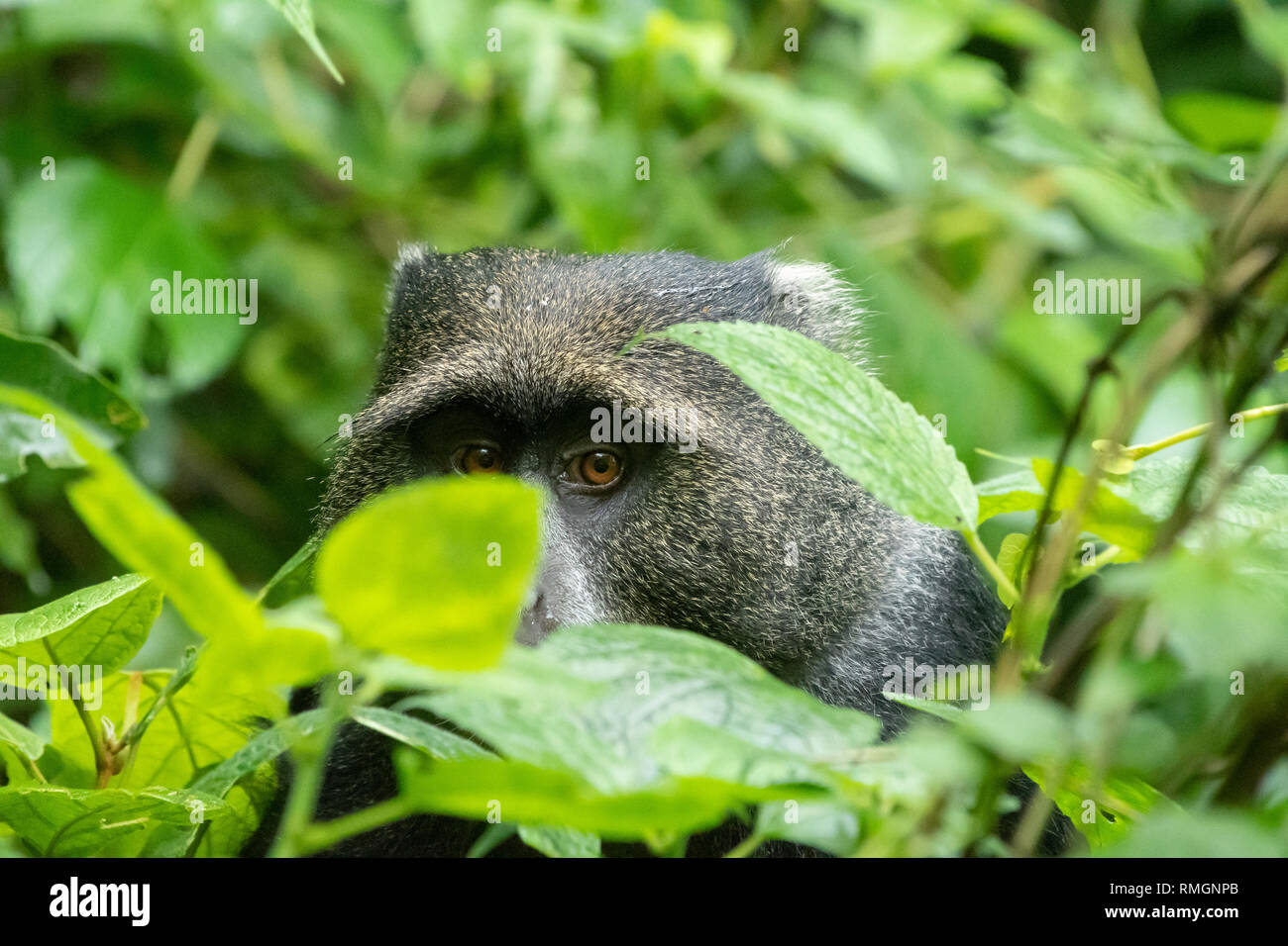 Blue Monkey, Cercopithecus mitis, in Arusha National Park, Tanzania ...
