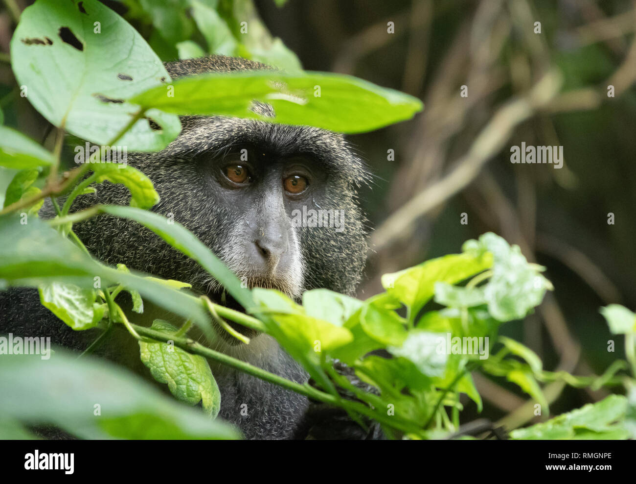 Blue Monkey Stock Photos & Blue Monkey Stock Images - Alamy