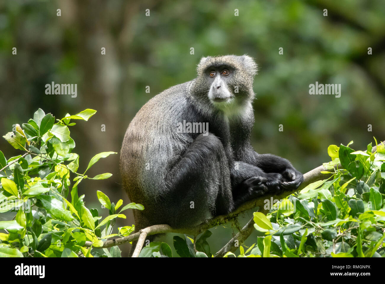 Blue Monkey Stock Photos & Blue Monkey Stock Images - Alamy