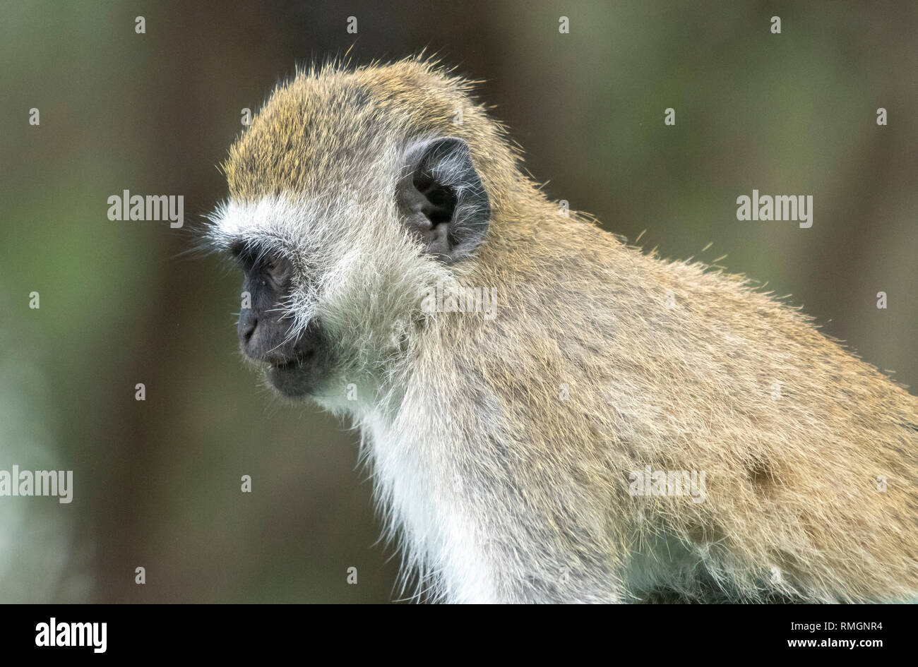 Black-faced Vervet Monkey, Chlorocebus pygerythrus, in Tarangire ...