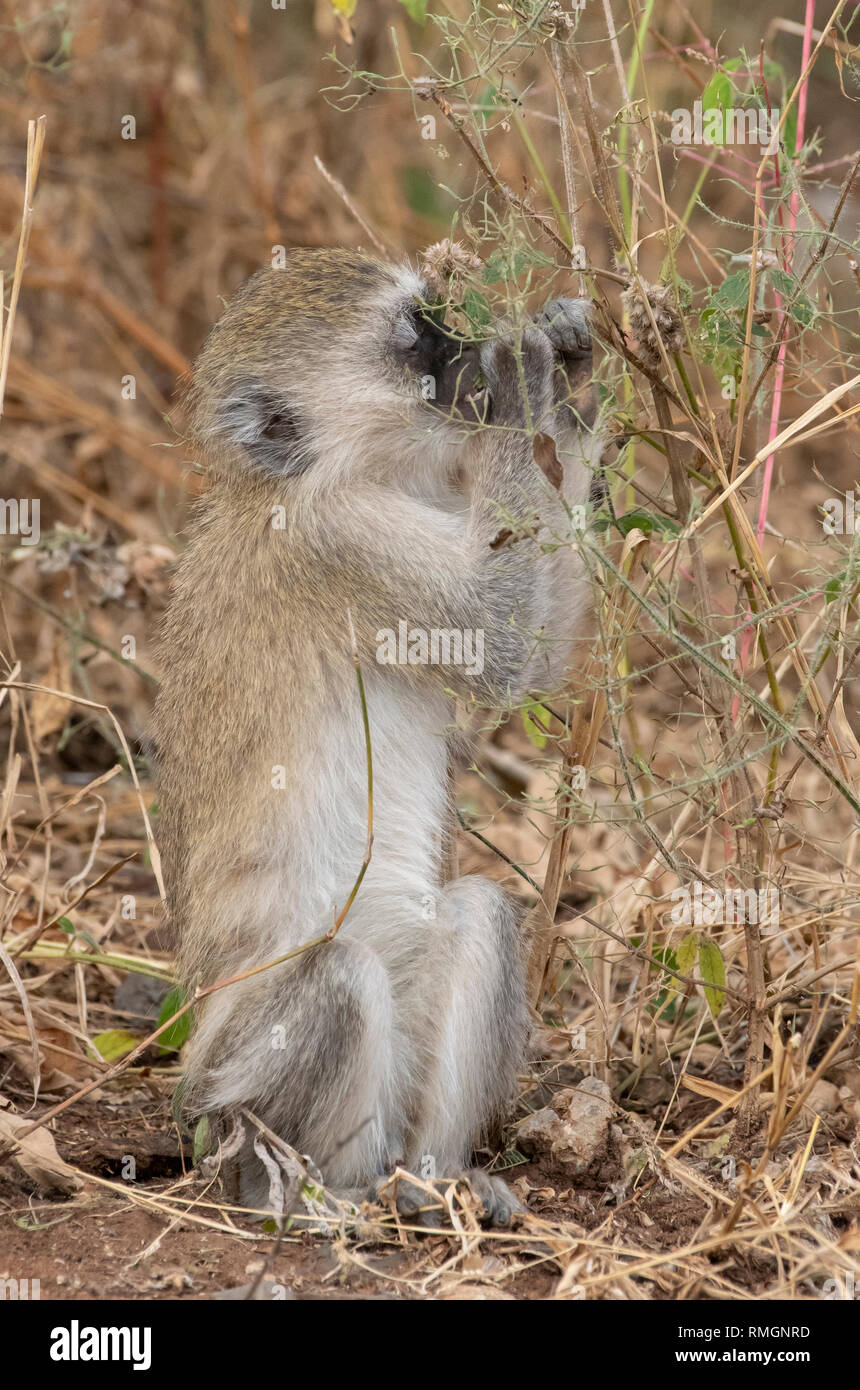 Black-faced Vervet Monkey, Chlorocebus pygerythrus, in Tarangire ...