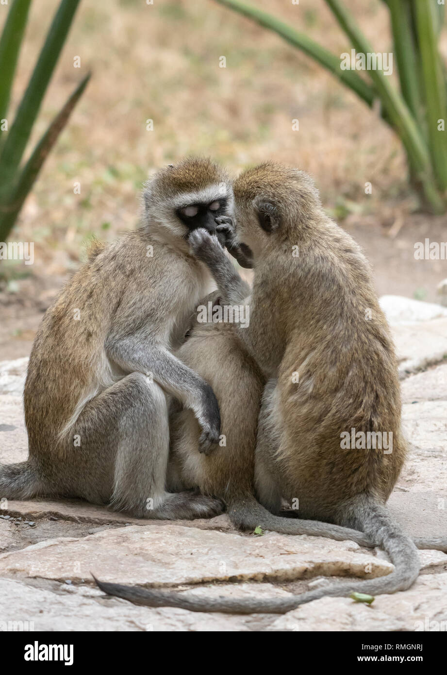 A female Black-faced Vervet Monkey, Chlorocebus pygerythrus, nurses her ...