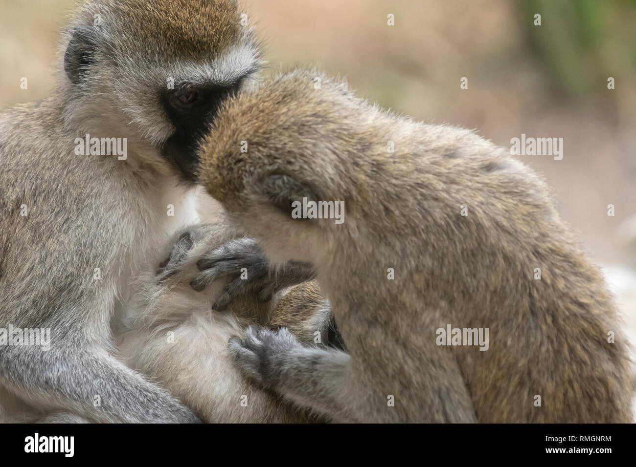 A female Black-faced Vervet Monkey, Chlorocebus pygerythrus, nurses her ...