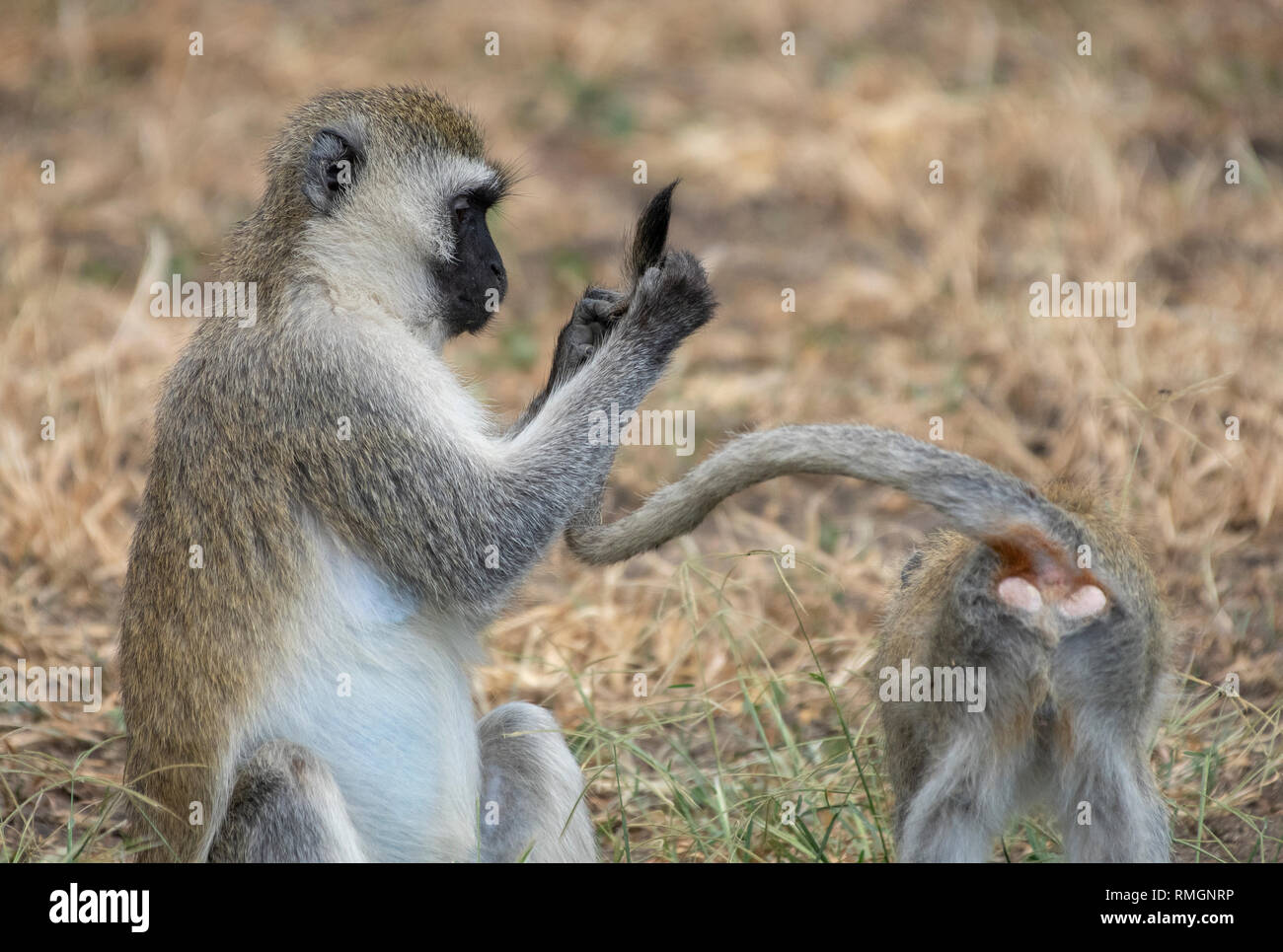 Black face monkeys hi-res stock photography and images - Alamy