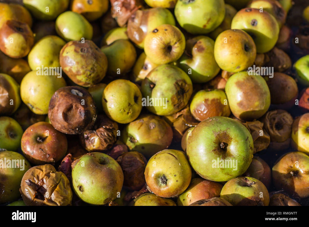 Over ripe apples hi-res stock photography and images - Alamy
