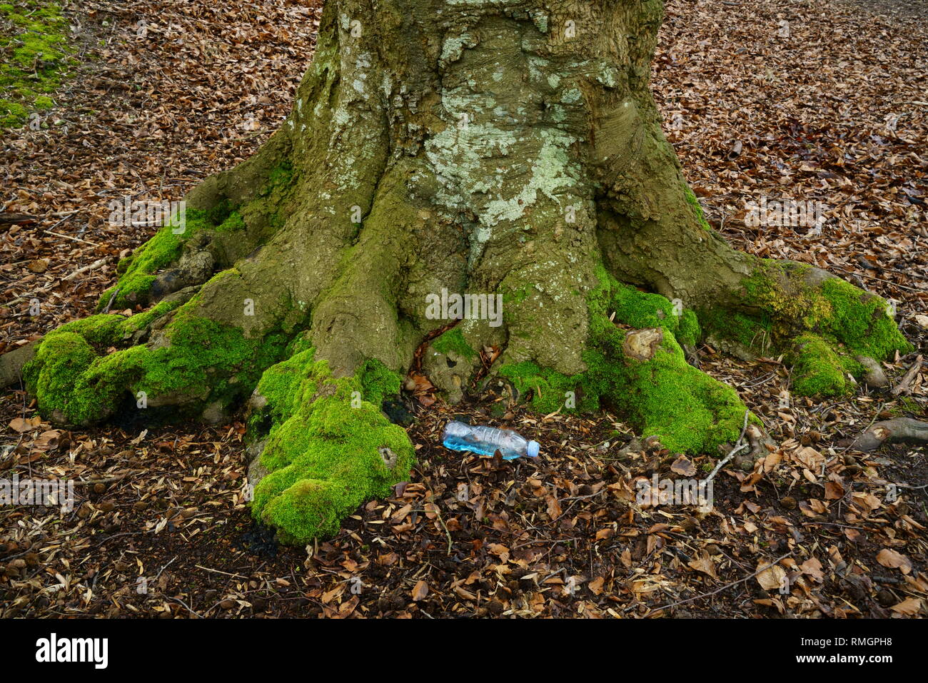 Plastic pollution UK, a plastic bottle littering the base of an ancient ...