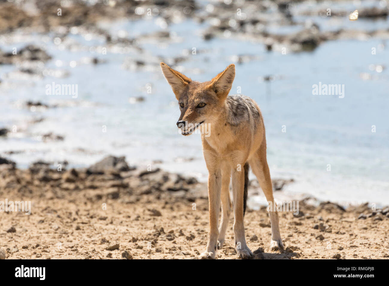 Rooijakkals hi-res stock photography and images - Alamy