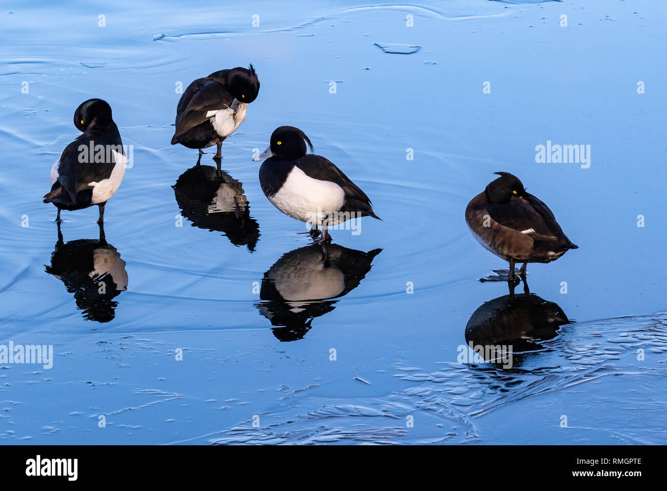 Three male tufted ducks and one female. Photographed in February in ...