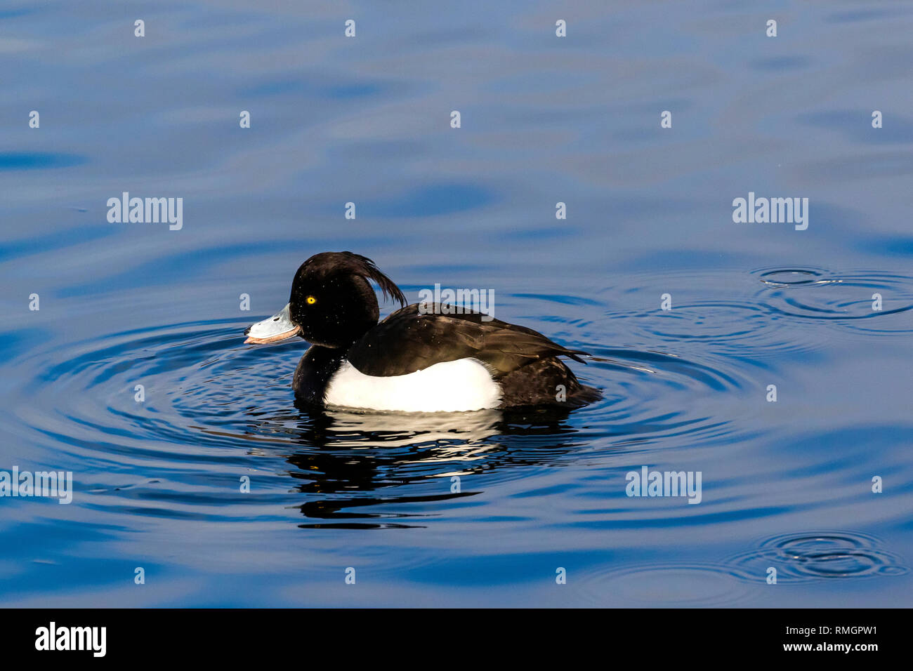 A tufted duck (male). Photographed in February in Nesttun lake, Bergen ...