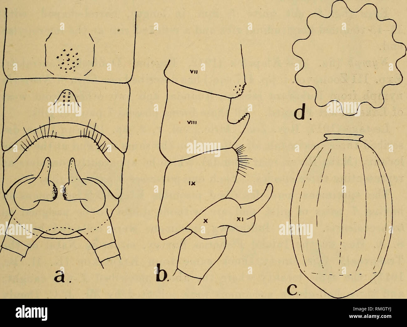 Neoperla hi-res stock photography and images - Alamy