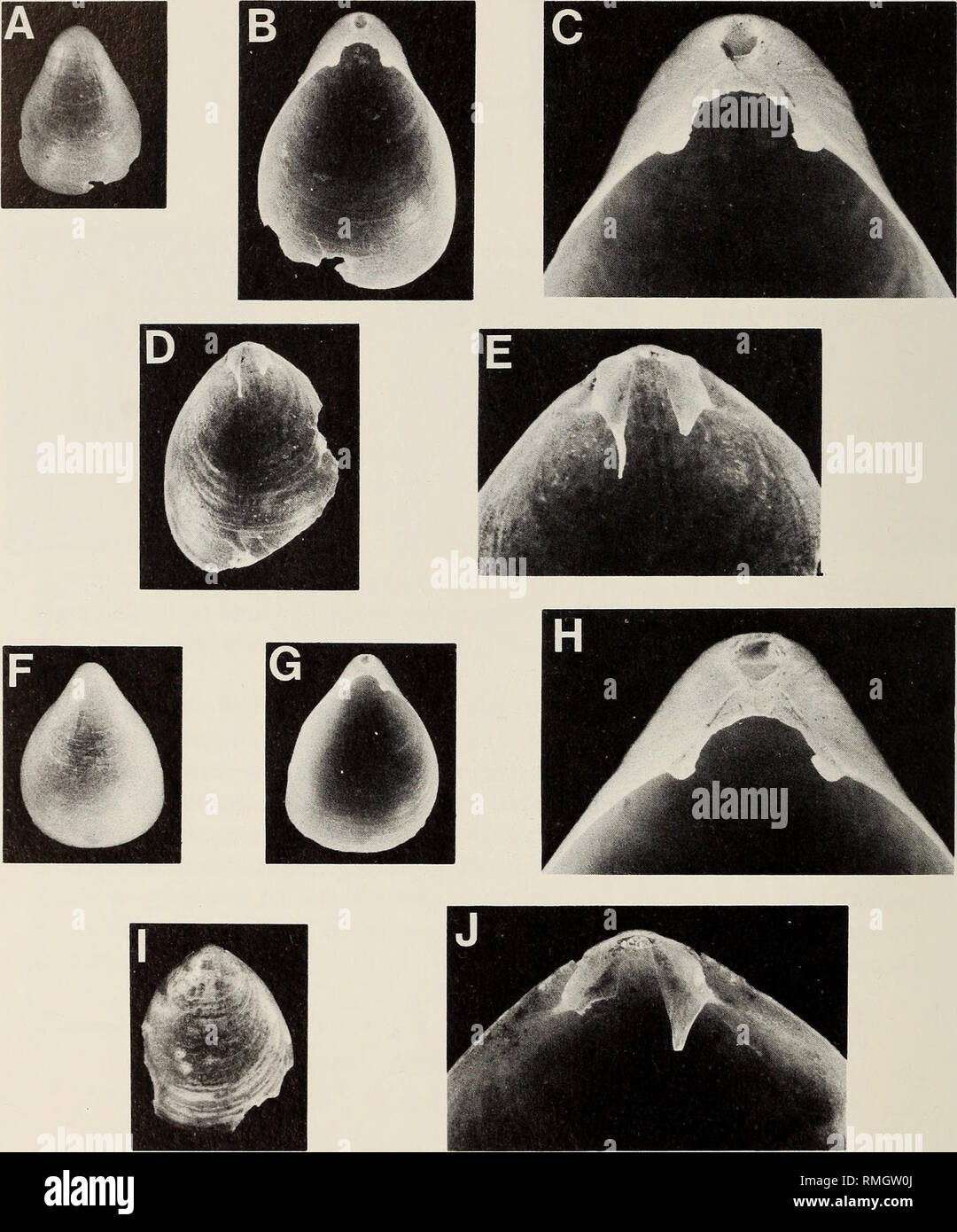 Cardinalia hi-res stock photography and images - Alamy