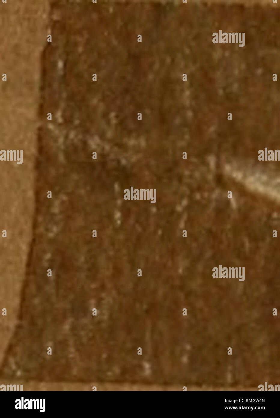 . Annotated list of the Avery bird collection in the Alabama Museum of ...