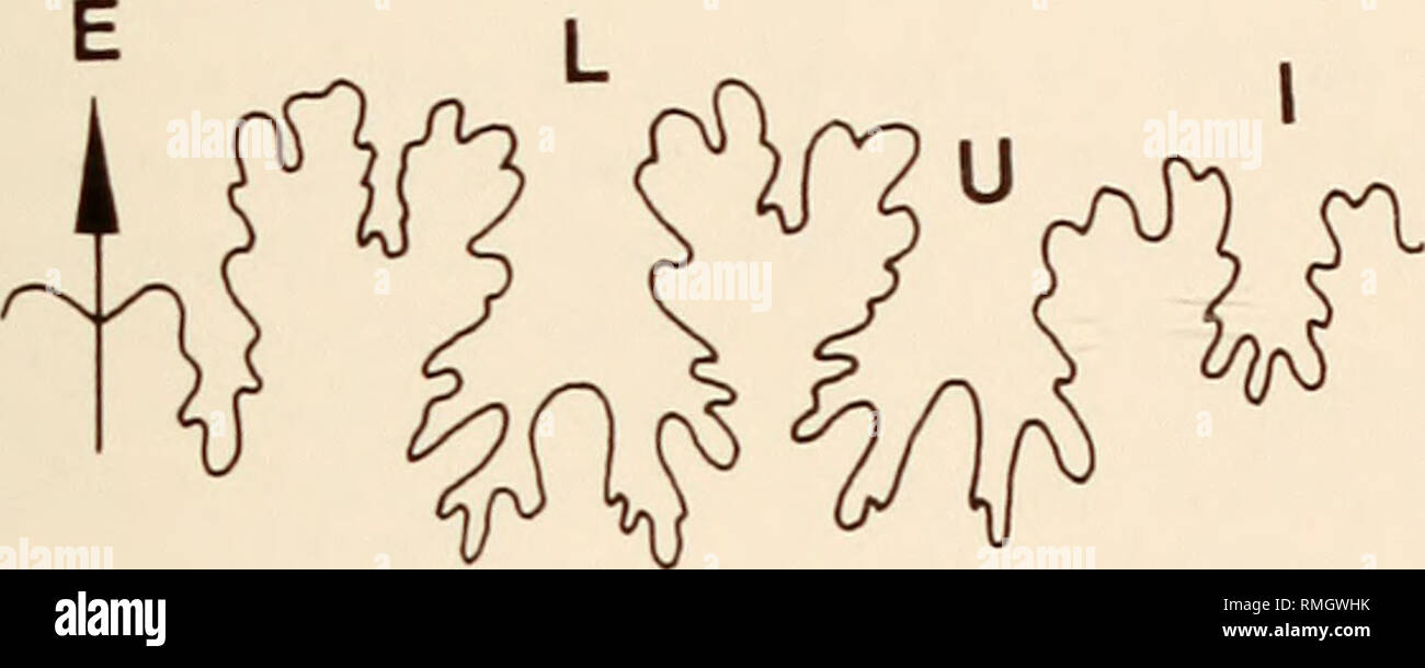 Possible suture lines hi-res stock photography and images - Alamy
