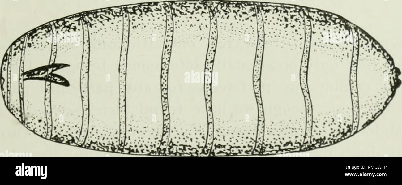 65 cm long hi-res stock photography and images - Alamy