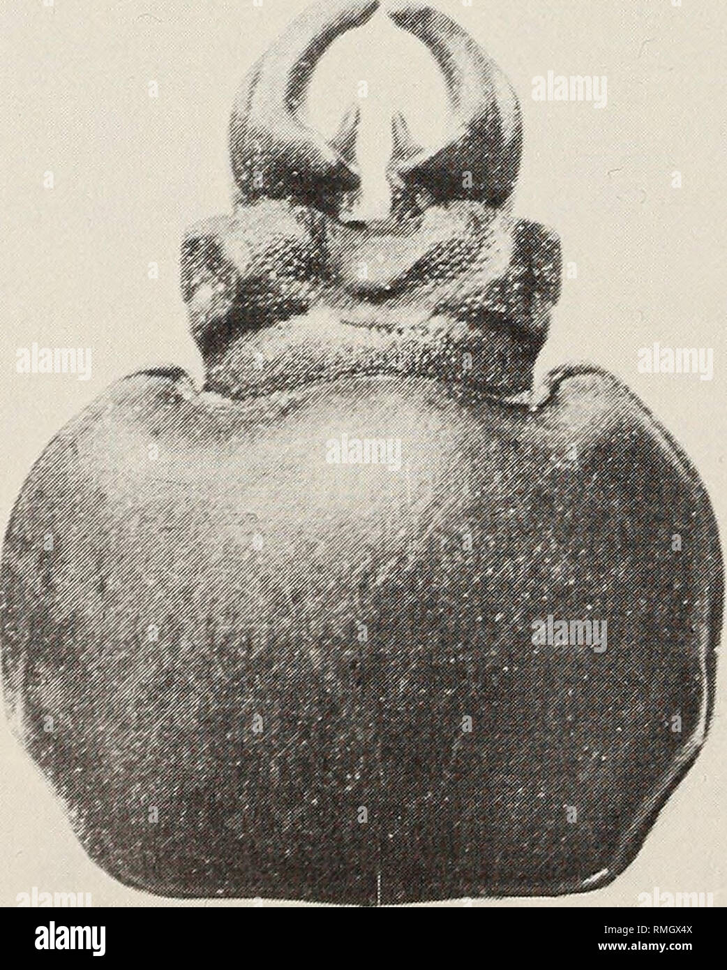 . Annals of the South African Museum = Annale van die Suid-Afrikaanse ...