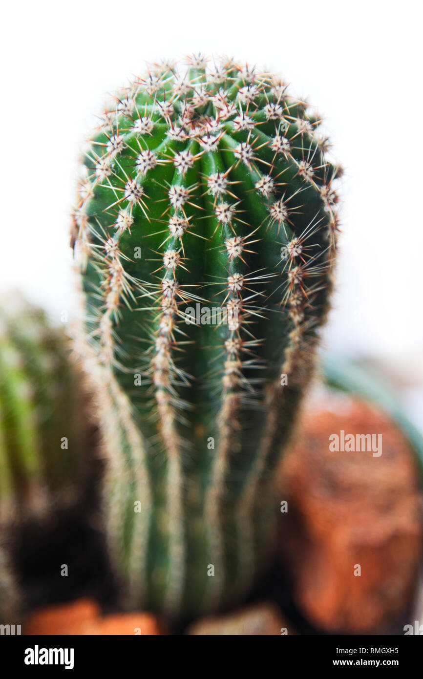 Houseplant Cactus In Flower Pot on Window Sill, Top View Stock Photo ...