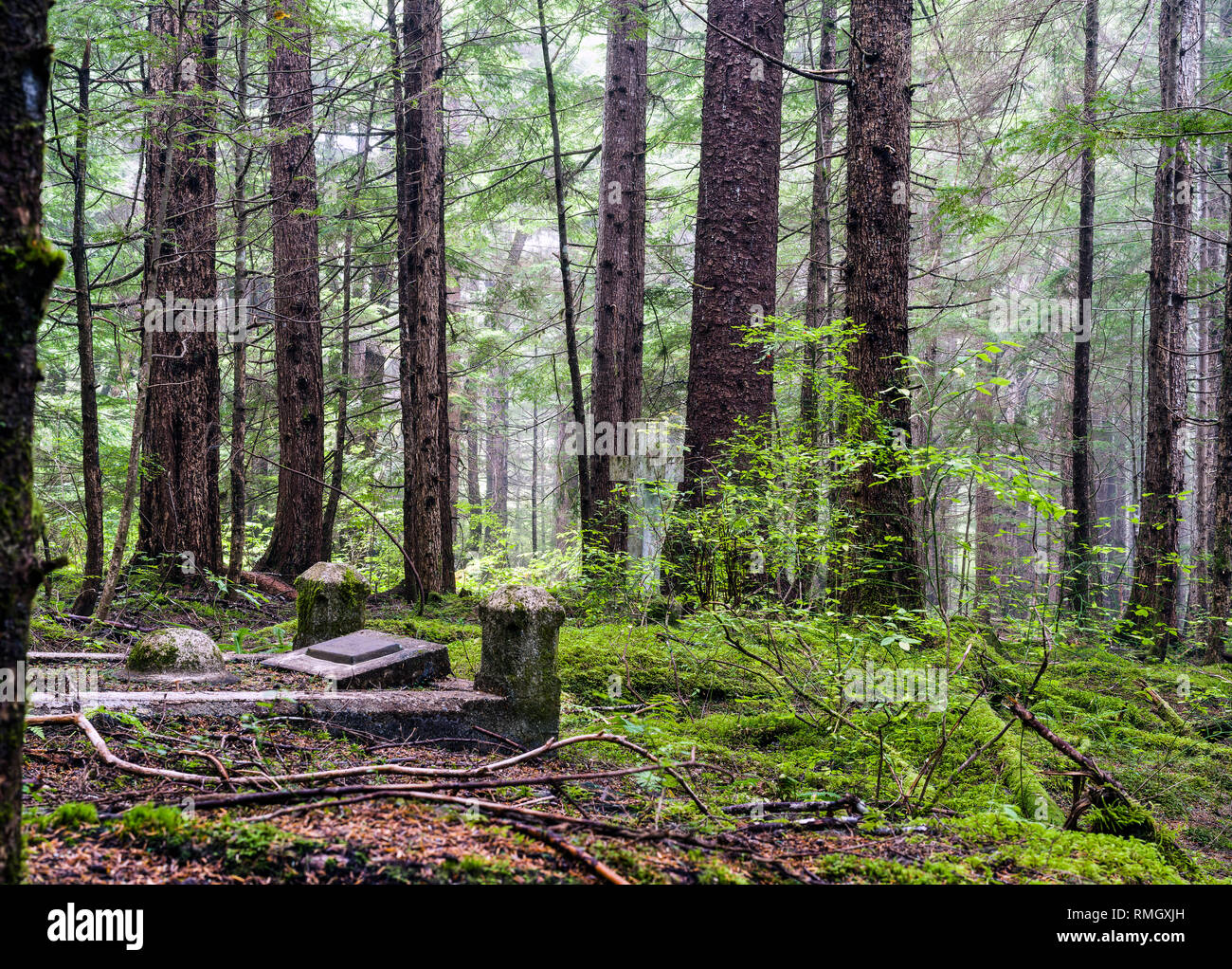 Rainforest town hi-res stock photography and images - Alamy