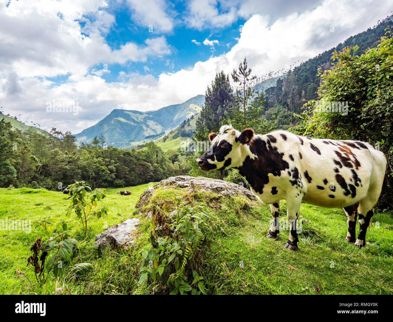 Beautiful day hiking scenery of Cocora Valley in Salento, Colombia ...
