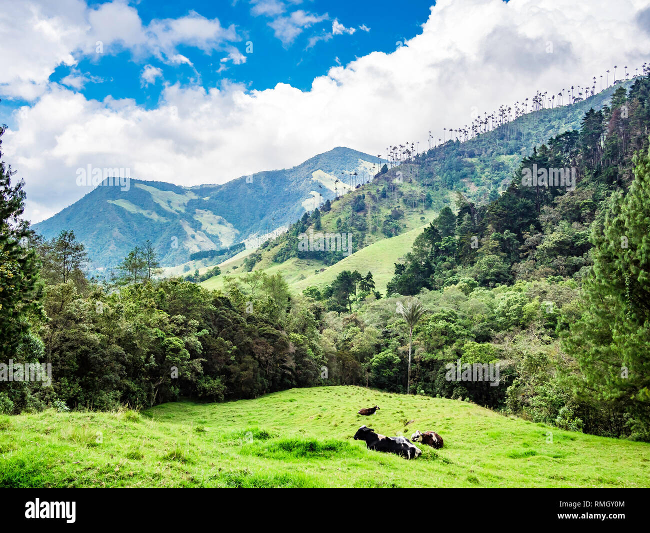 Beautiful mountainous scenery of Valle del Cocora in Salento, Colombia ...