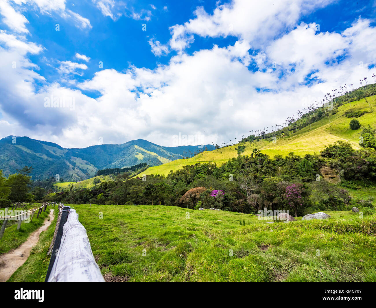 Beautiful day hiking scenery of Cocora Valley in Salento, Colombia ...