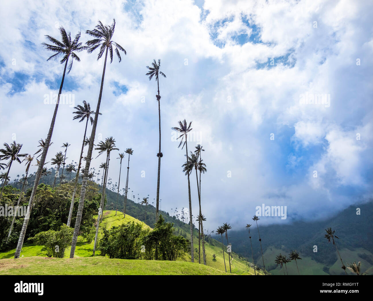 Beautiful mountainous scenery of Valle del Cocora in Salento, Colombia ...