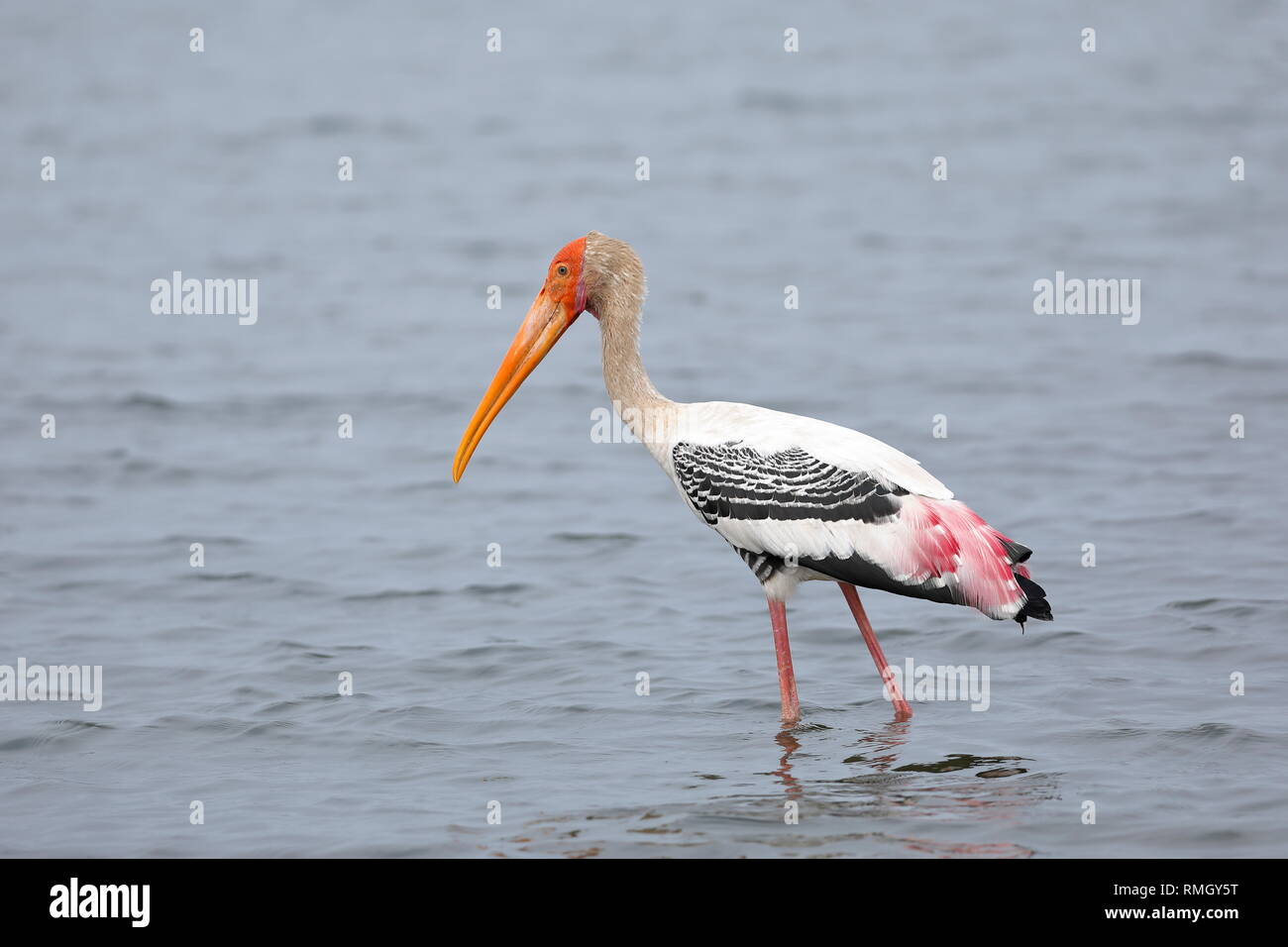 Painted stork close up hi-res stock photography and images - Alamy
