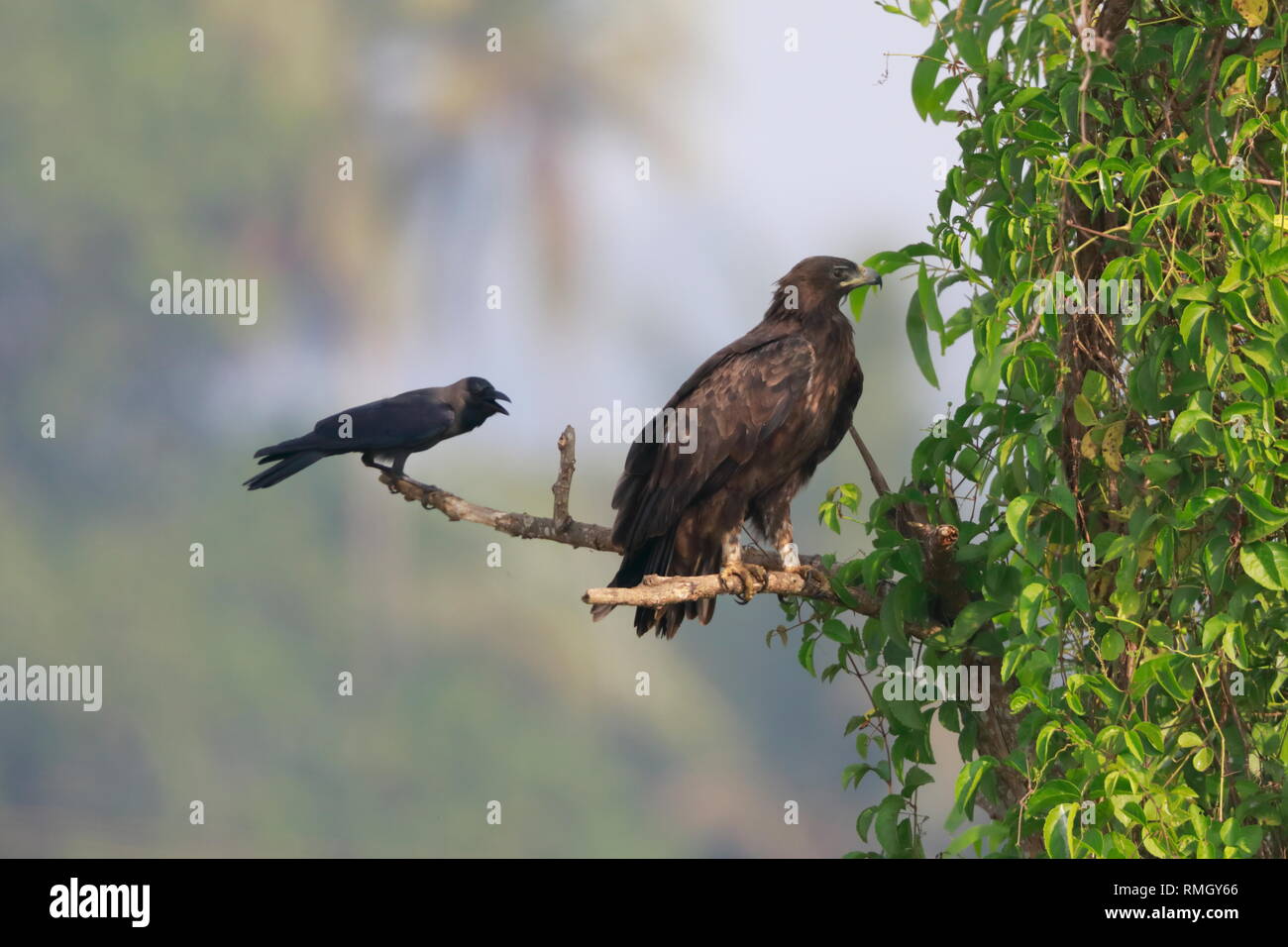Spotted house fly hi-res stock photography and images - Alamy