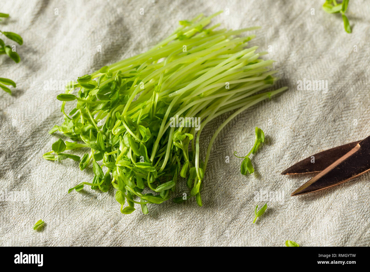Raw Green Organic Snap Pea Shoots Ready to Eat Stock Photo - Alamy