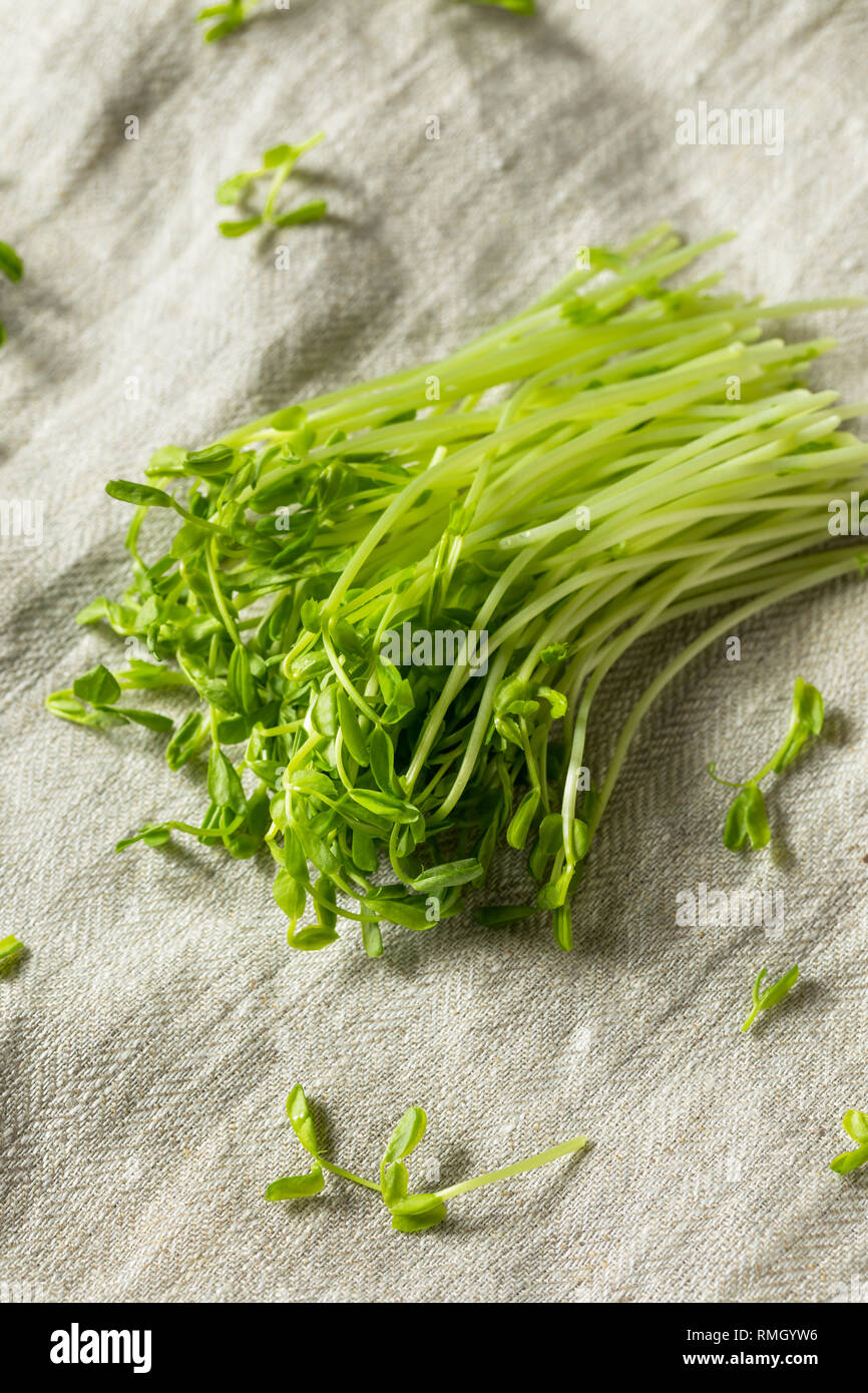 Raw Green Organic Snap Pea Shoots Ready to Eat Stock Photo - Alamy
