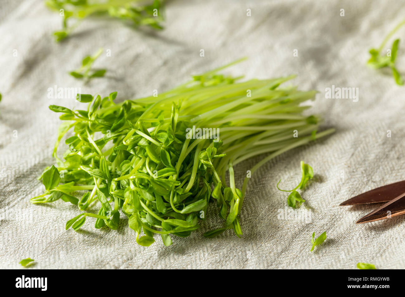 Raw Green Organic Snap Pea Shoots Ready to Eat Stock Photo - Alamy