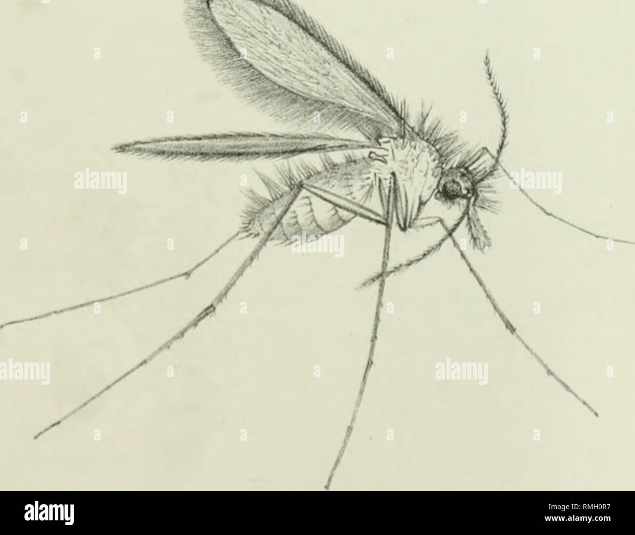 Phlebotomus hi-res stock photography and images - Alamy