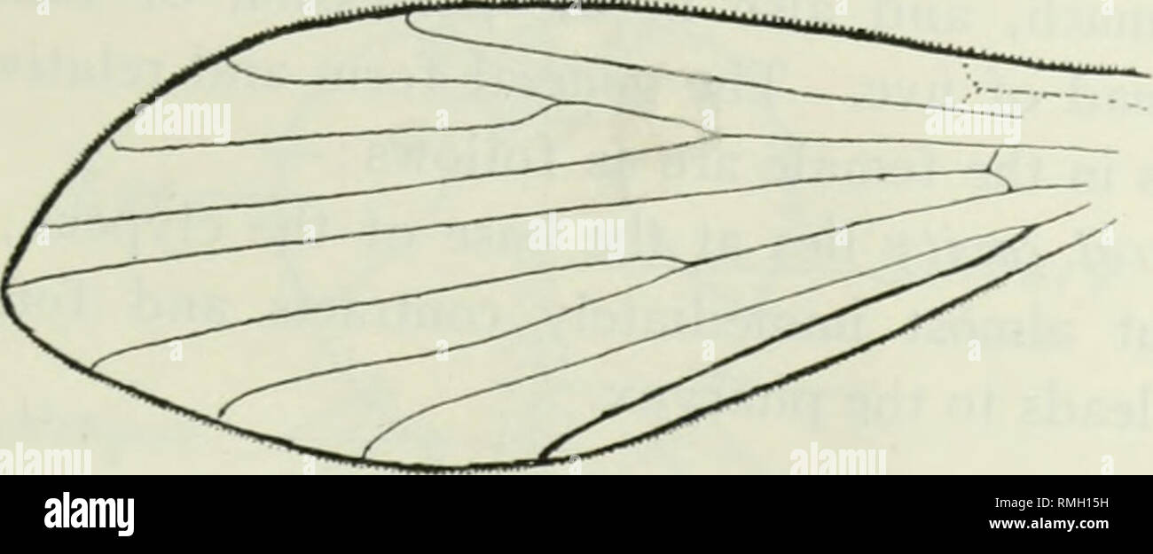 Phlebotomus hi-res stock photography and images - Alamy