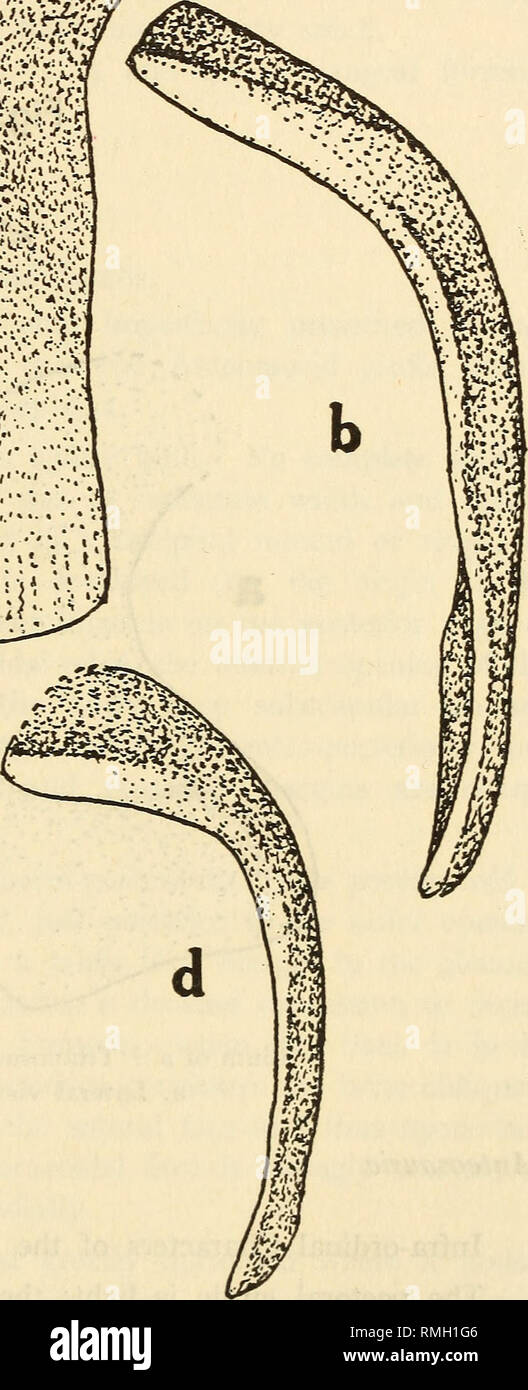 Jonkeria hi-res stock photography and images - Alamy