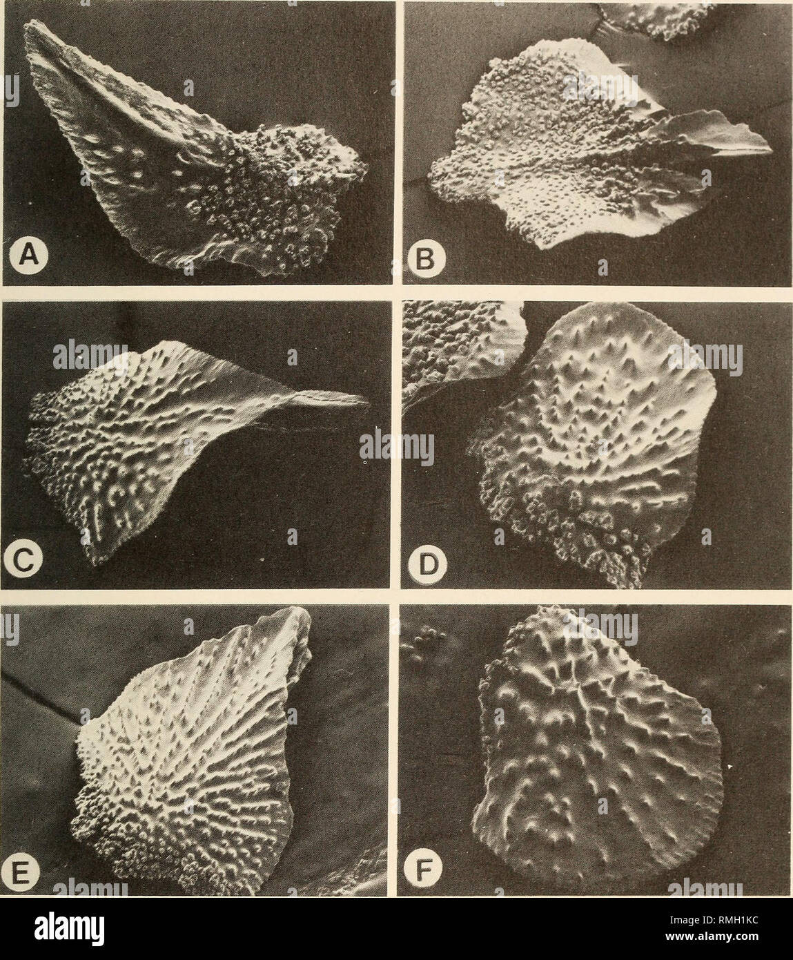 . Annals of the South African Museum = Annale van die Suid-Afrikaanse ...