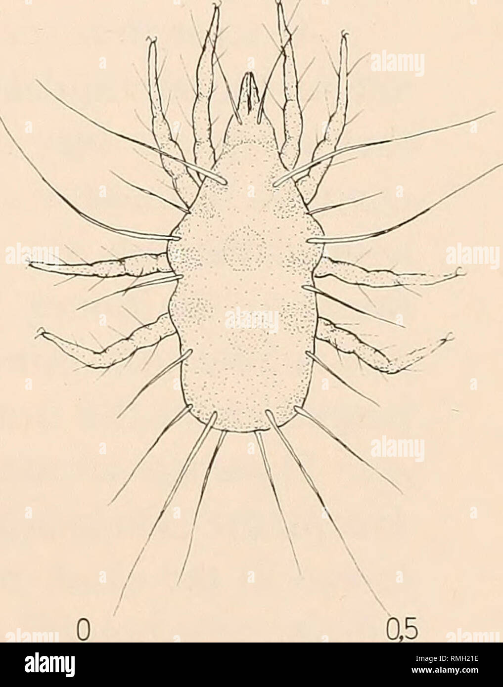 Macrocheles High Resolution Stock Photography and Images - Alamy