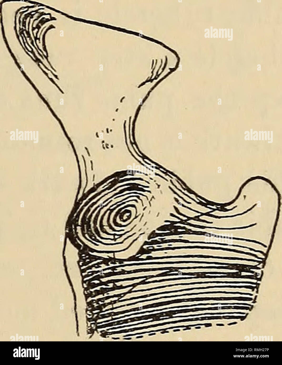 Ischial tuberosity hi-res stock photography and images - Alamy