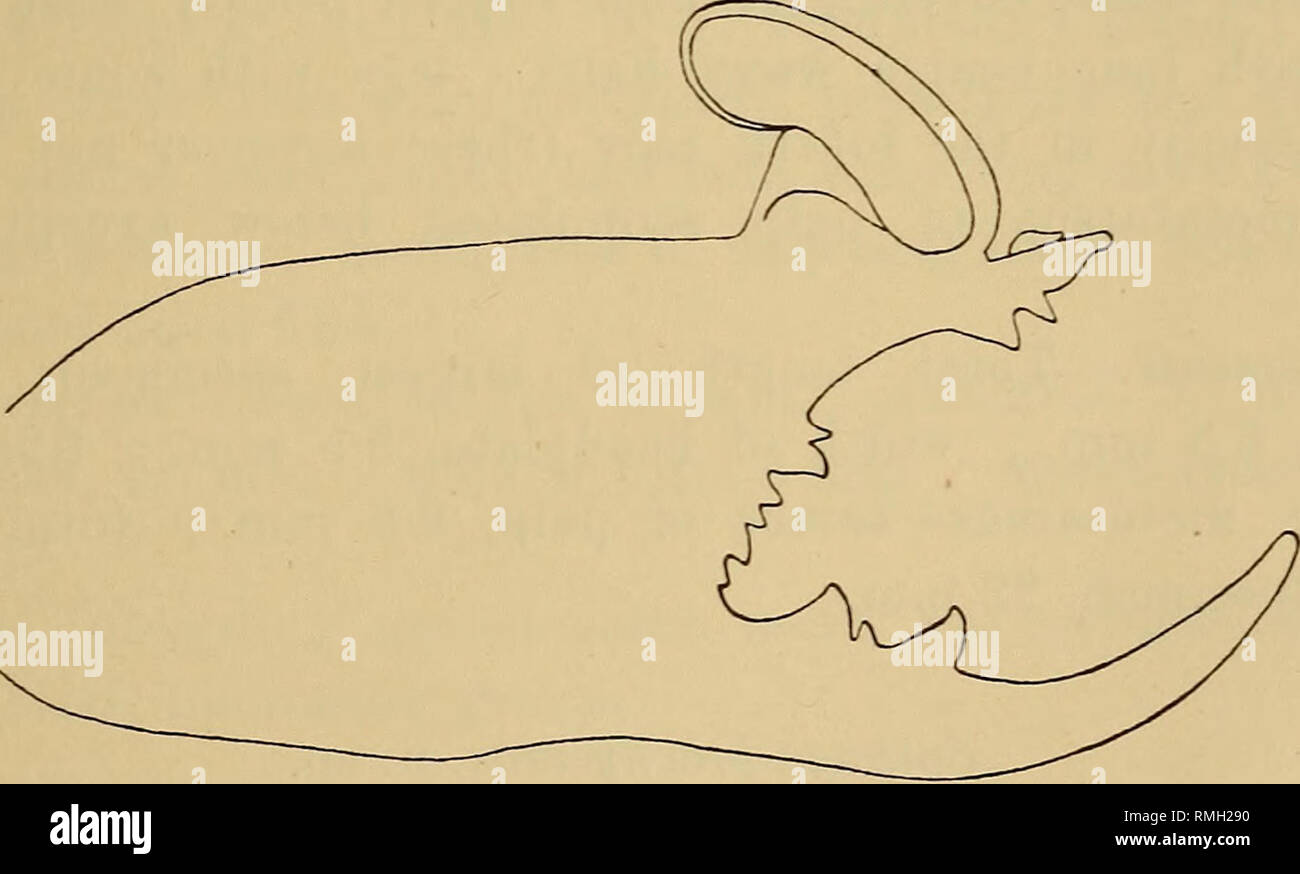 . Annals of the South African Museum = Annale van die Suid-Afrikaanse ...