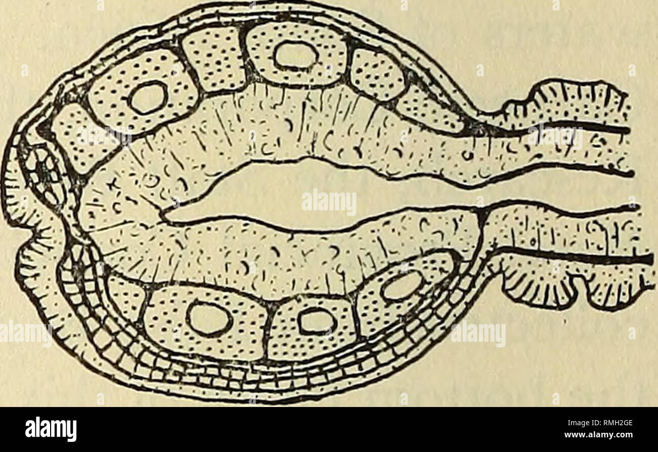 . Annals of the South African Museum = Annale van die Suid-Afrikaanse ...