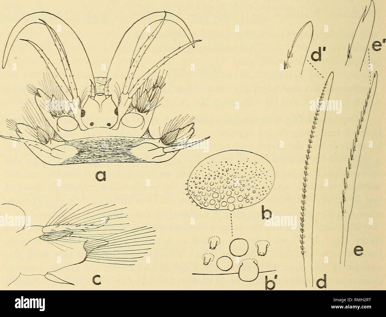 . Annals of the South African Museum = Annale van die Suid-Afrikaanse ...