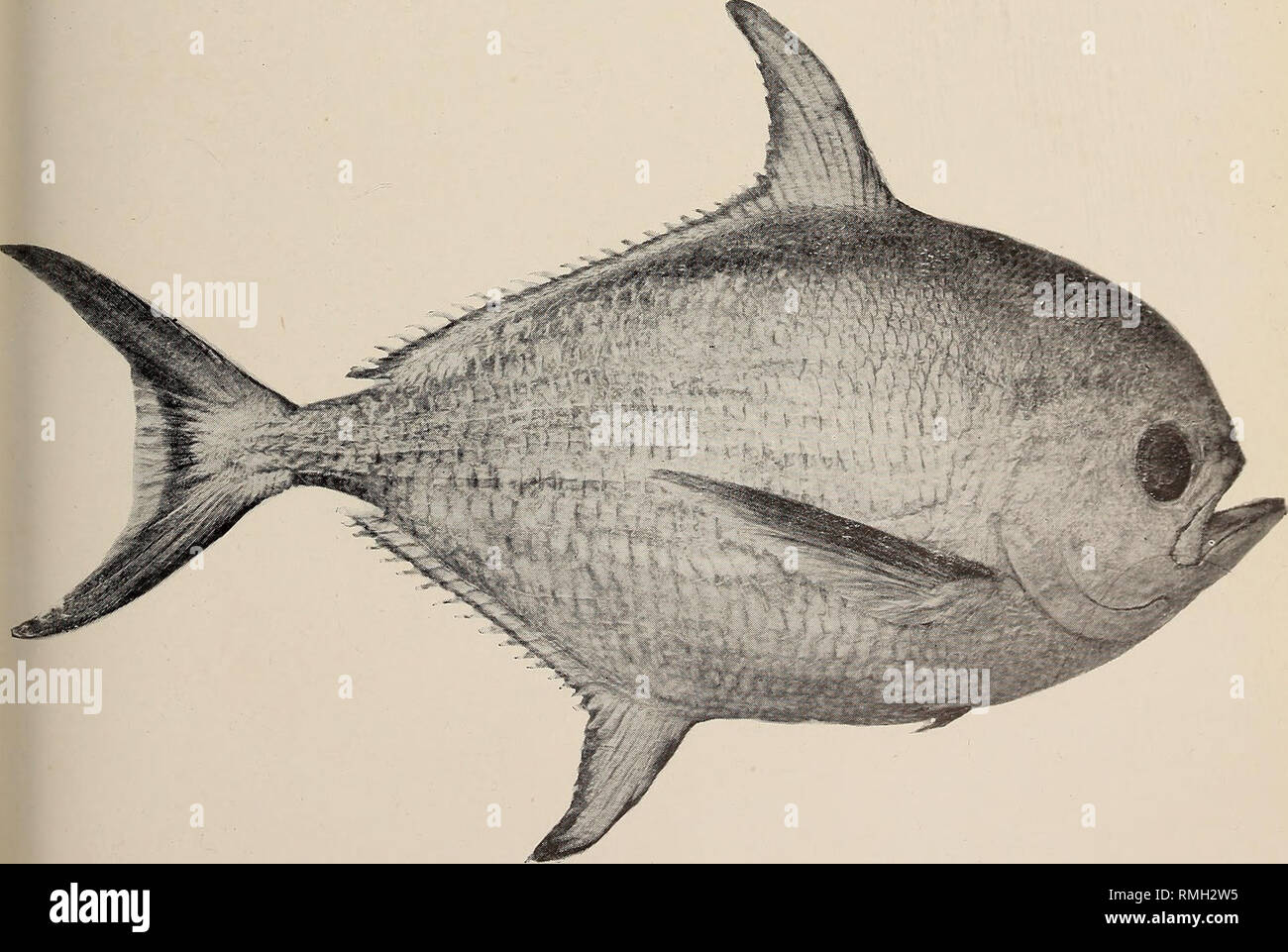 . Annals of the South African Museum = Annale van die Suid-Afrikaanse ...