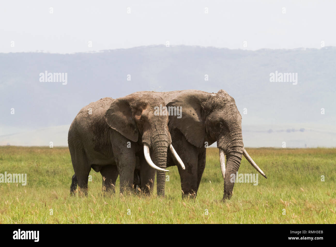 Two elephants communicate. Crater NgoroNgoro, Tanzania Stock Photo - Alamy